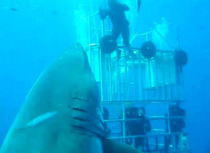 20 foot great white shark | Bloviating Zeppelin